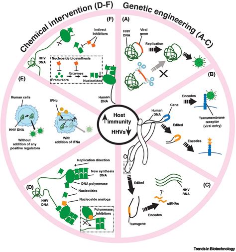 Hhv 6 And Hhv 7 Reactivation In Allogeneic Car T Cell Therapy Trends