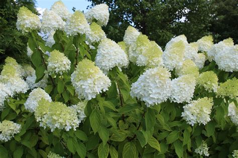 Moonrock Hydrangea Care Everything You Need To Know