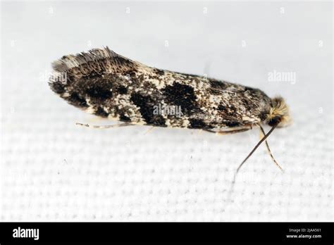 European Grain Worm Or Grain Moth Nemapogon Granella Granellus Is A