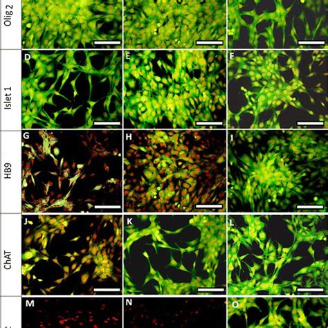 Immunostaining Of The Motor Neuron Like Cells Mnlc With The Primary