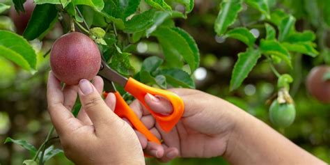Growing Passion Fruit A Step By Step Guide From Seed To Sweetness