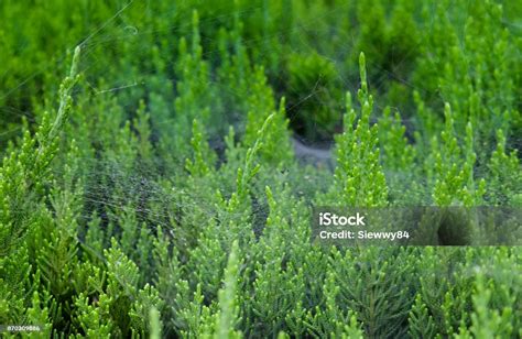 Dense Cobwebs On The Branches Of Trees Humidity Tree With The Cobweb