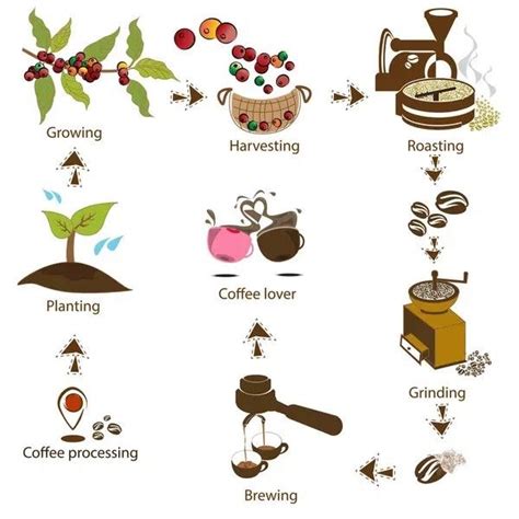 Pin By Annie Toppo On Coffee Making Process In 2025 Coffee Process Gourmet Coffee Beans How