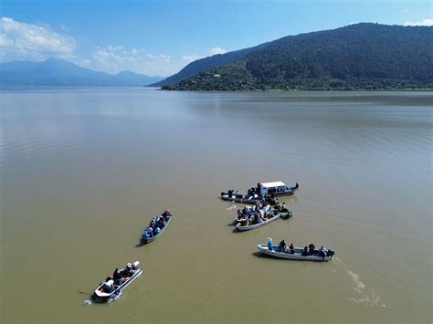 Liberan Más De 80 Mil Peces En El Lago De Pátzcuaro En Un Año