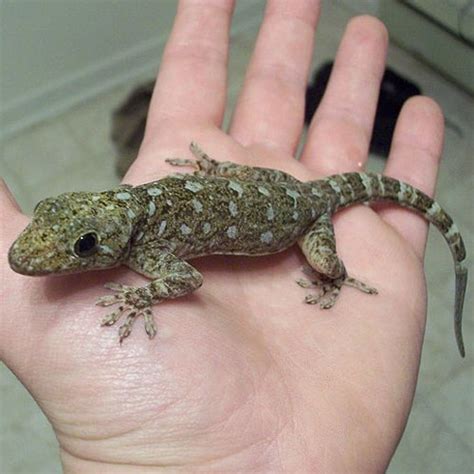 Dune Gecko