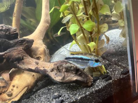 Id This Apisto R Apistogramma