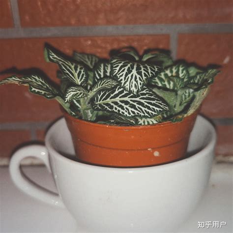 除了绿萝，办公室还适合养什么？ 知乎