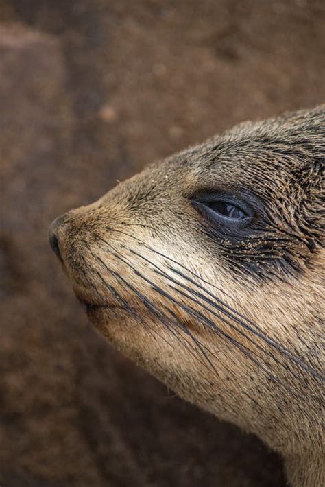 Sea Seal Muzzle Stock Image Image Of Cute Africa Closeup 174680171