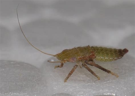 Nymph Bugguide Net