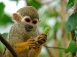 MadagaszkÁri Makik És Varik