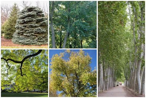 10 Fast Growing Trees That Thrive In Usda Zone 8