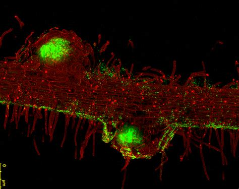 Plant Microorganism Interaction Sefin
