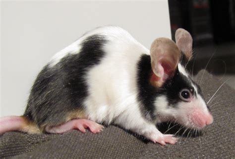 Black Eyed White Mouse At Robert Speirs Blog