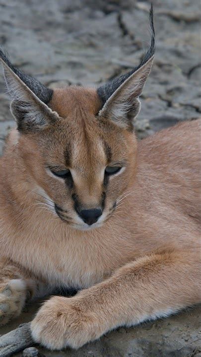 El Asombroso Caracalel Lince Del Desiertocaracal Lincedeldesierto