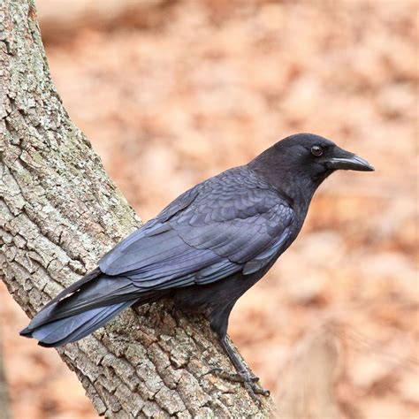 American Crow 探花精选 Field Guide