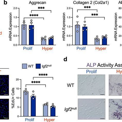 Murine Epiphyseal Chondrocytes Can Be Enriched To Proliferating And Download Scientific Diagram