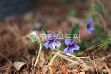 Flower 꽃 Iris 아이리스 봄 사진이미지일러스트캘리그라피 Mark S작가