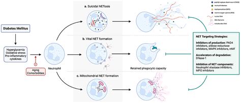 Frontiers Emerging Role Of Neutrophil Extracellular Traps In The Complications Of Diabetes