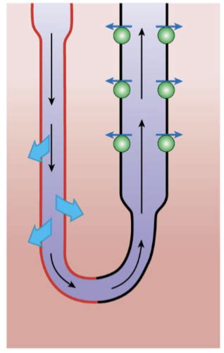 Bio 155 Lecture 47 Flashcards Quizlet