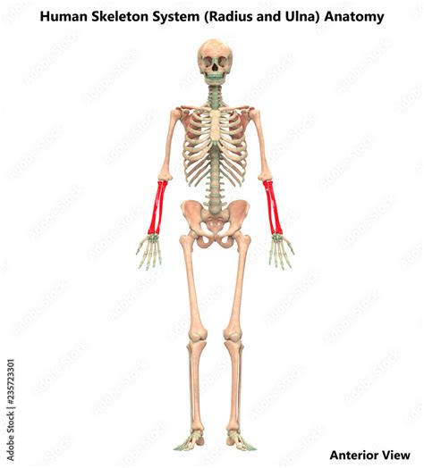 Ulna Definition Location Anatomy Functions Labeled 54 Off