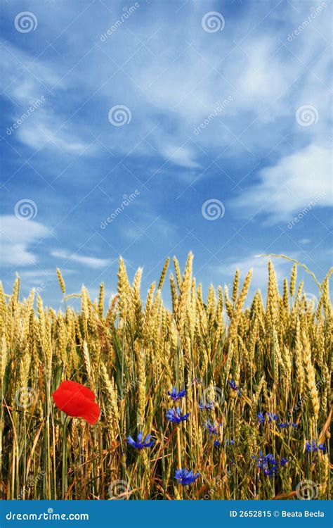 Wheat Field With Flowers Stock Image Image Of Landscape 2652815