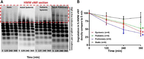 A Multimer Analysis Against Time In Four Testing Conditions Left