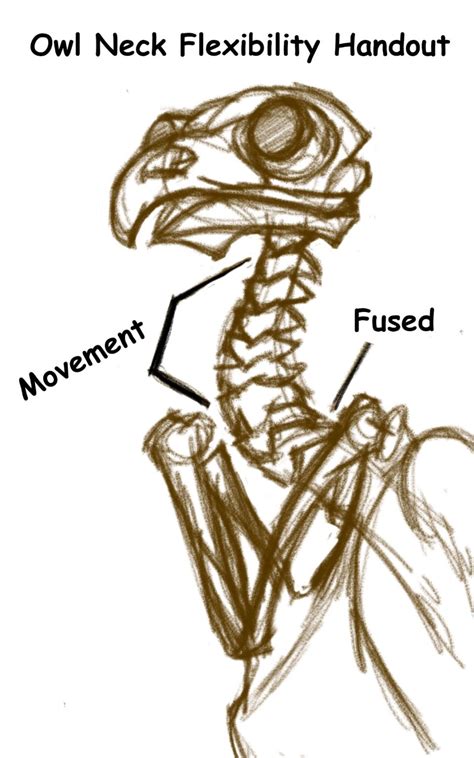 Paul Burrows On Linkedin Owl Neck Flexibility Handout Store Portfolio