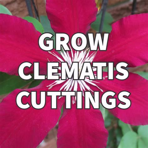 Grow Clematis Cuttings Clematis Plants Clematis Clematis Vine
