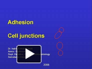 Adhesion Cell Junctions Presentation Free To Download