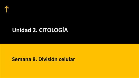 Sem 8 Division Celular Bryan Quispe Sotelo Udocz