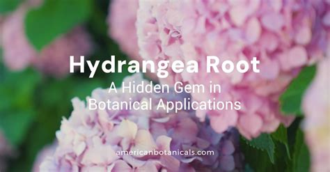 Why You Should Use Hydrangea Root In Your Products American