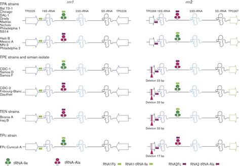 Structure Of Rrn Operons In Pathogenic Non Cultivable Treponemes Sequence But Not Genomic