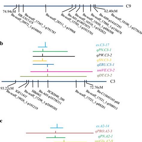 The Triangle Of U Diagram Showing The Genetic Relationships Of Six