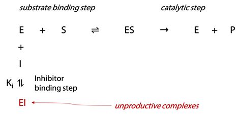 Experimental Enzyme Kinetics Linear Plots And Enzyme Inhibition Bioc