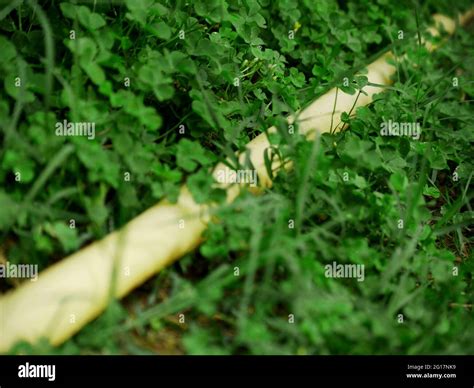 Grass Irrigation Pipe At Helen Mckenzie Blog
