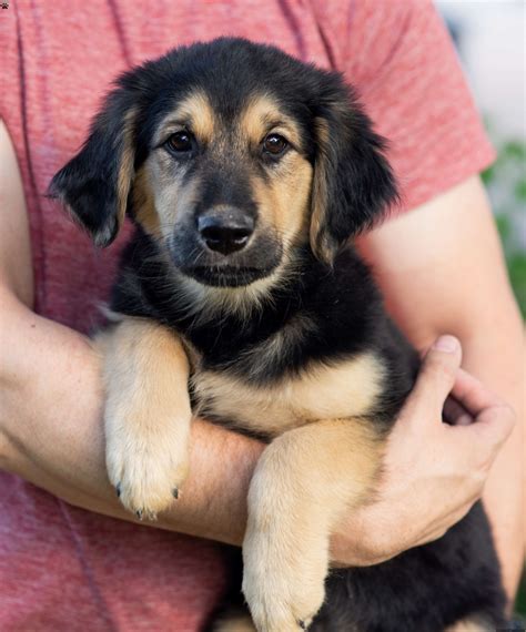 Sarah Golden Retriever Mix Puppy For Sale In Arizona