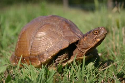 How Long Do Box Turtle Eggs Take To Hatch Influencing Factors