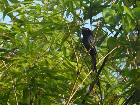 Lesser Racket Tailed Drongo Facts Diet Habitat And Pictures On