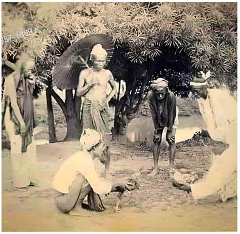 ဝါသနာရှင် ကြက်သမားညီကိုများစုဝေးရာ Facebook