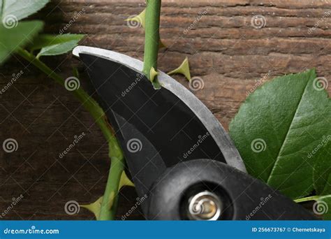Cutting Rose Stem With Secateur On Wooden Table Top View Stock Image