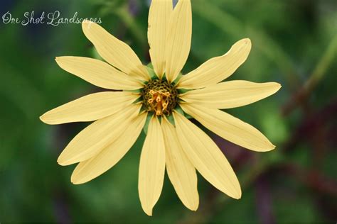 Digital Download Photos Silphium Asteriscus Flower Photography Etsy