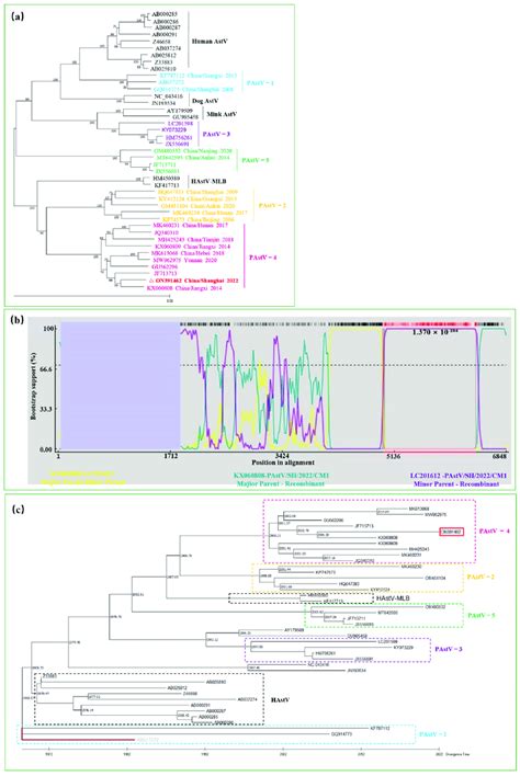 Genetic Evolutionary Analysis Of Pastvsh2022cm1 A A Phylogenetic Download Scientific