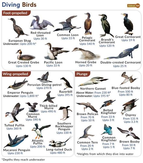 List Of Birds That Dive List Diving Depths Pictures And More