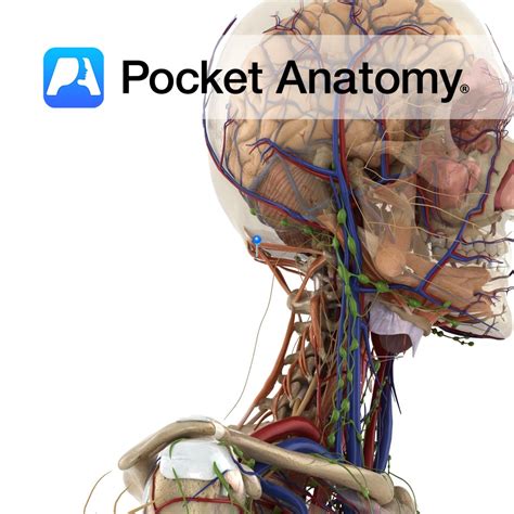 Rectus Capitis Posterior Minor Pocket Anatomy