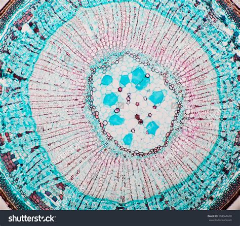 Stem Parenchyma Cross Section Microscopy MagnificationẢnh Có