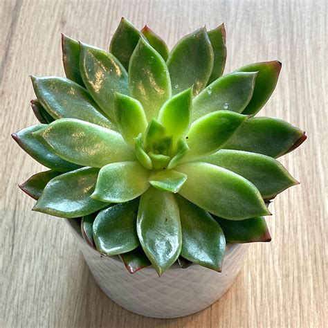 Ws2306 Simple Succulent Photo Reference Workshop By Bar Flickr