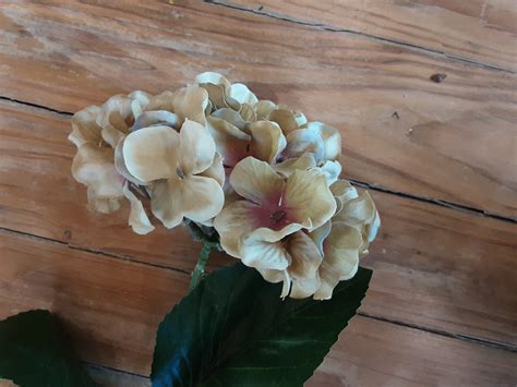 Hydrangea Stem Back En Thyme