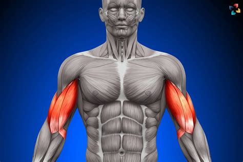 Biceps Anatomie Biceps Brachii Anatomy Expert Physio Overview