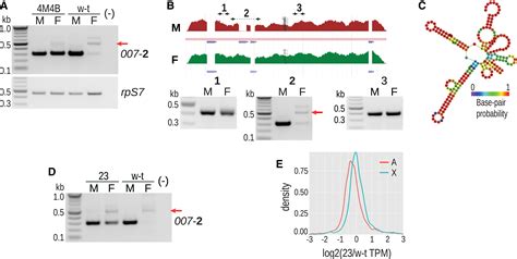 A Novel Factor Modulating X Chromosome Dosage Compensation In Anopheles