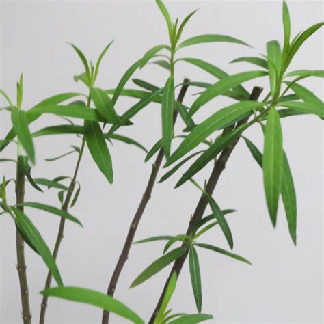 フウセントウワタ① 挿し木苗 発根済み ポットごと発送 2本入 お花もかわいい♬ メルカリ